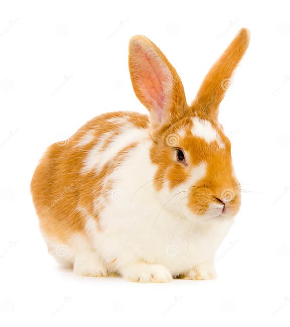 Rabbit isolated stock image. Image of single, farm, rusty - 52495745