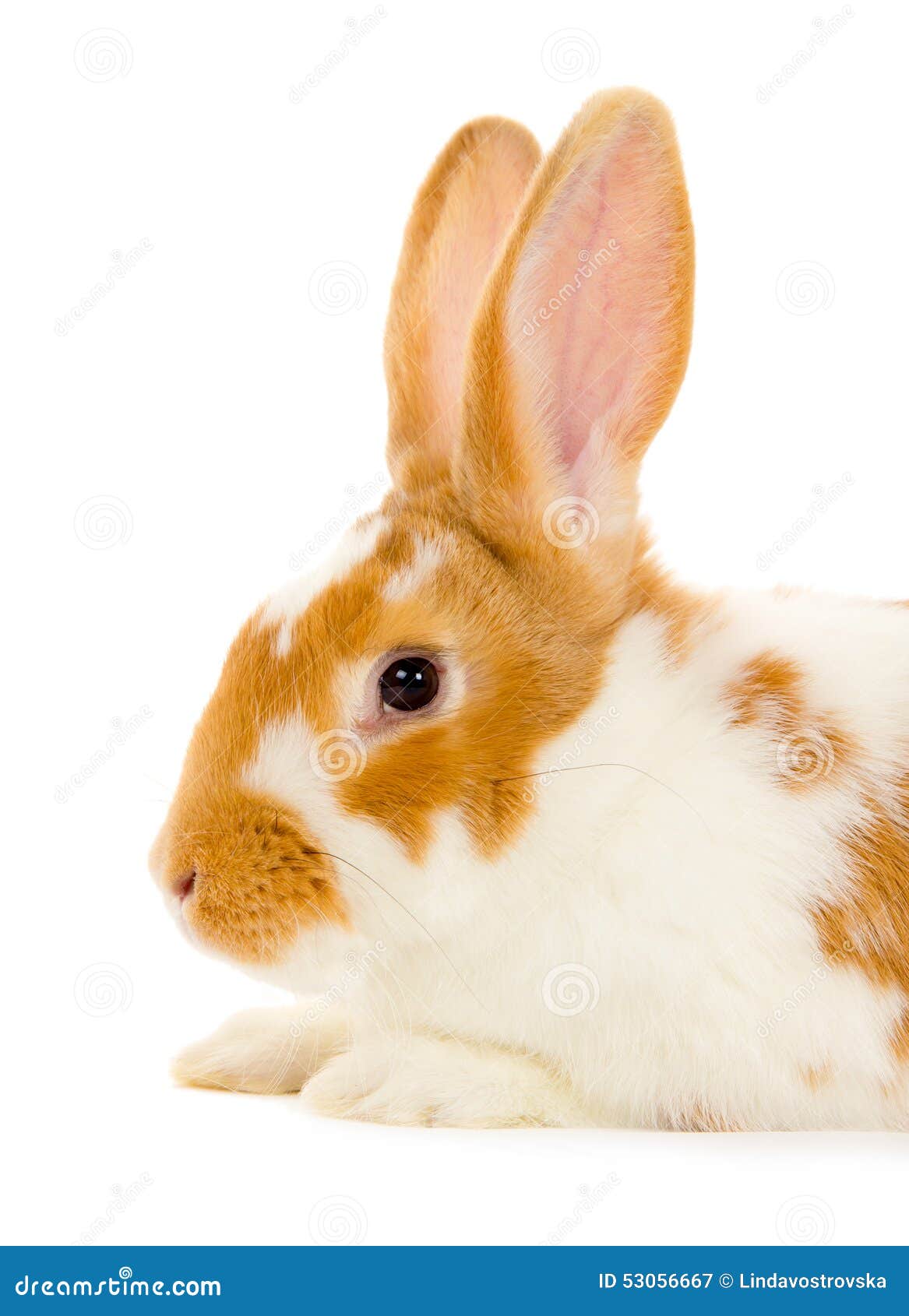 Rabbit isolated stock image. Image of single, animal - 53056667