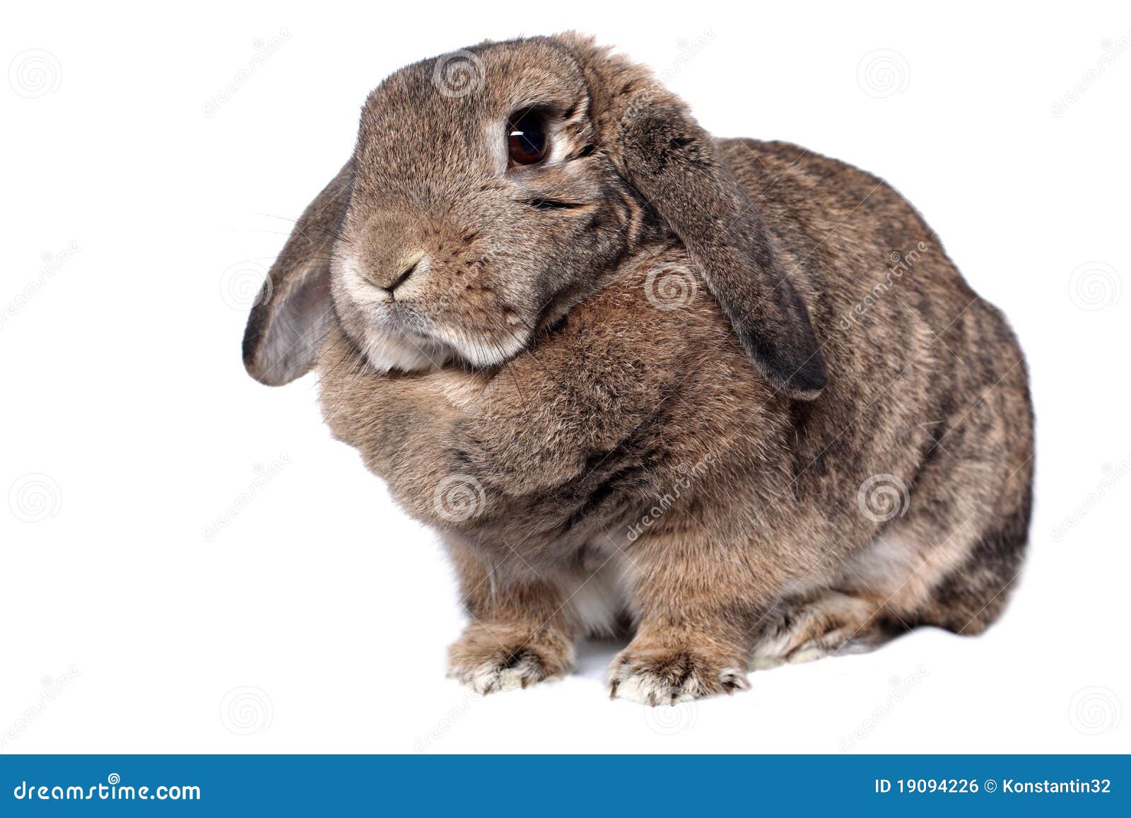 Rabbit isolated on white stock photo. Image of nature - 19094226