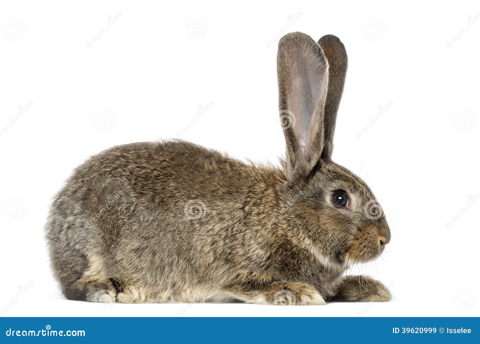 Rabbit, isolated on white stock image. Image of studio - 39620999