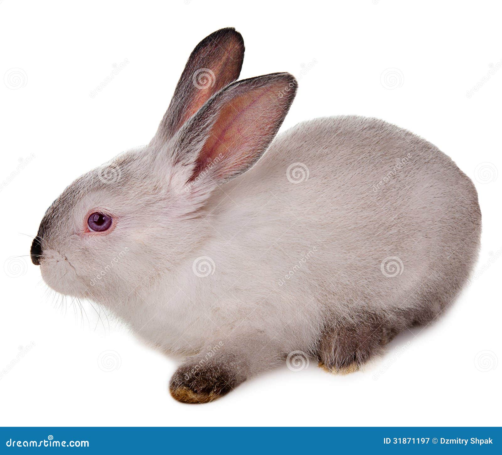 Rabbit Isolated on a White Background. Stock Image - Image of cute ...
