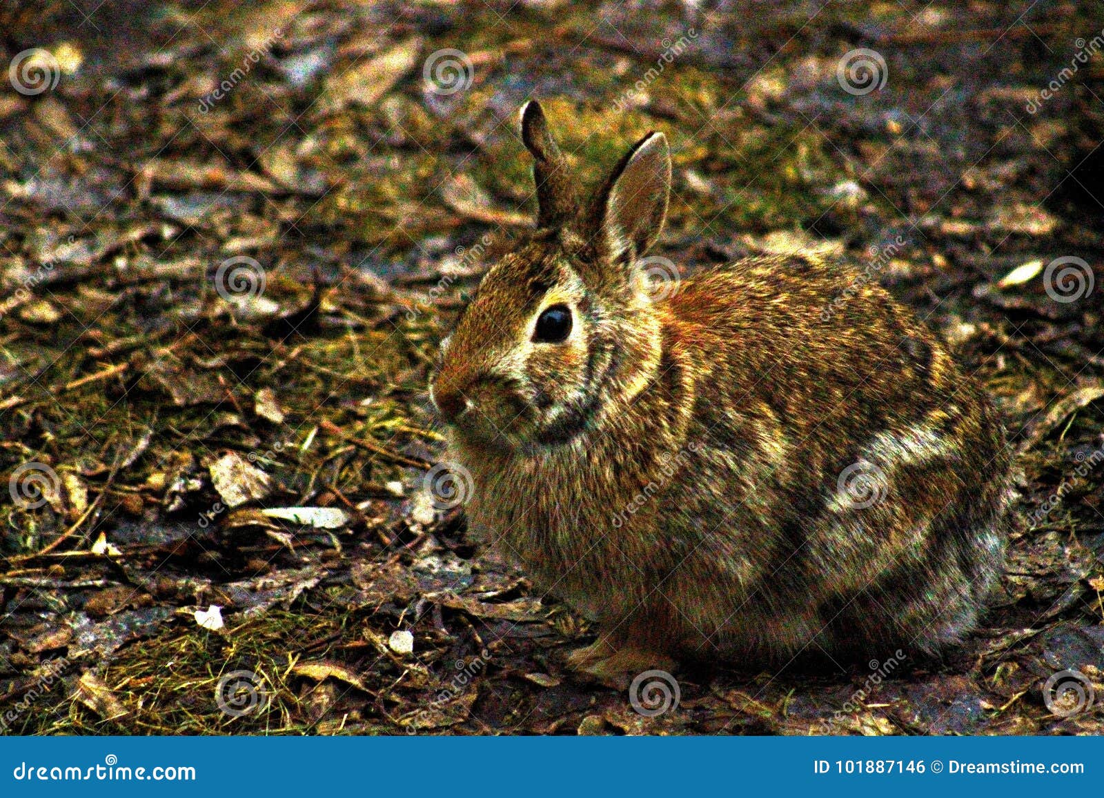 Rabbit in its habitat stock photo. Image of sunshine - 101887146