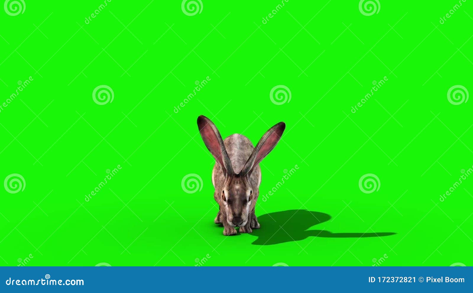 Rabbit Jumpcycle Fast Front Green Screen 3D Rendering Animation Stock ...