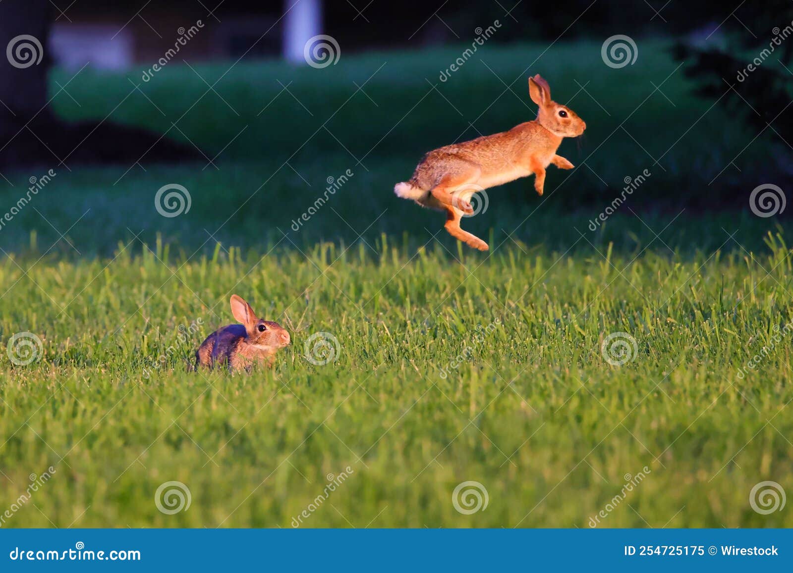 Rabbit Jumping on the Grass and Another One Sitting Down Stock Image ...