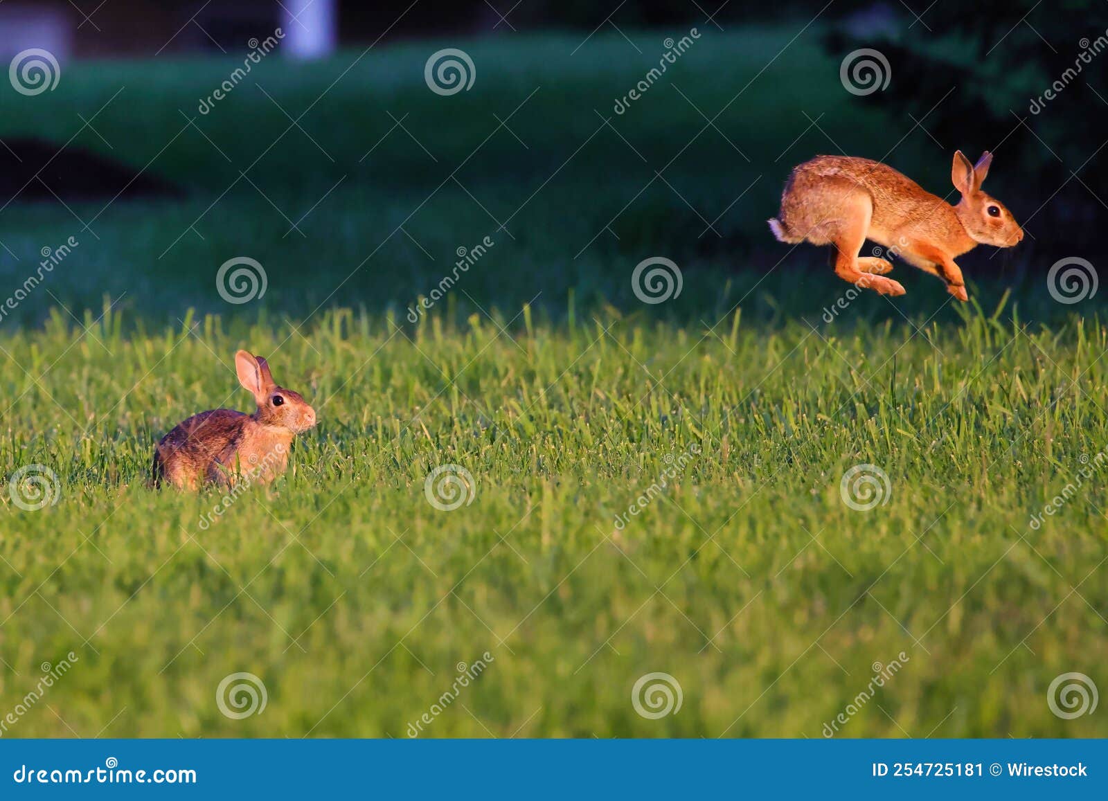 Wild Rabbit Jumping