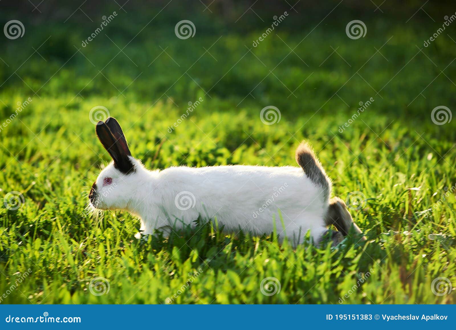 Rabbit Jumping in the Meadow Stock Image - Image of animal, home: 195151383
