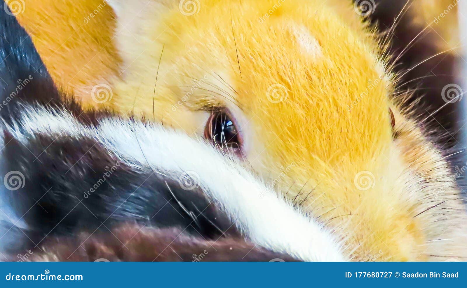 A rabbit looking calmly stock image. Image of fresh - 177680727