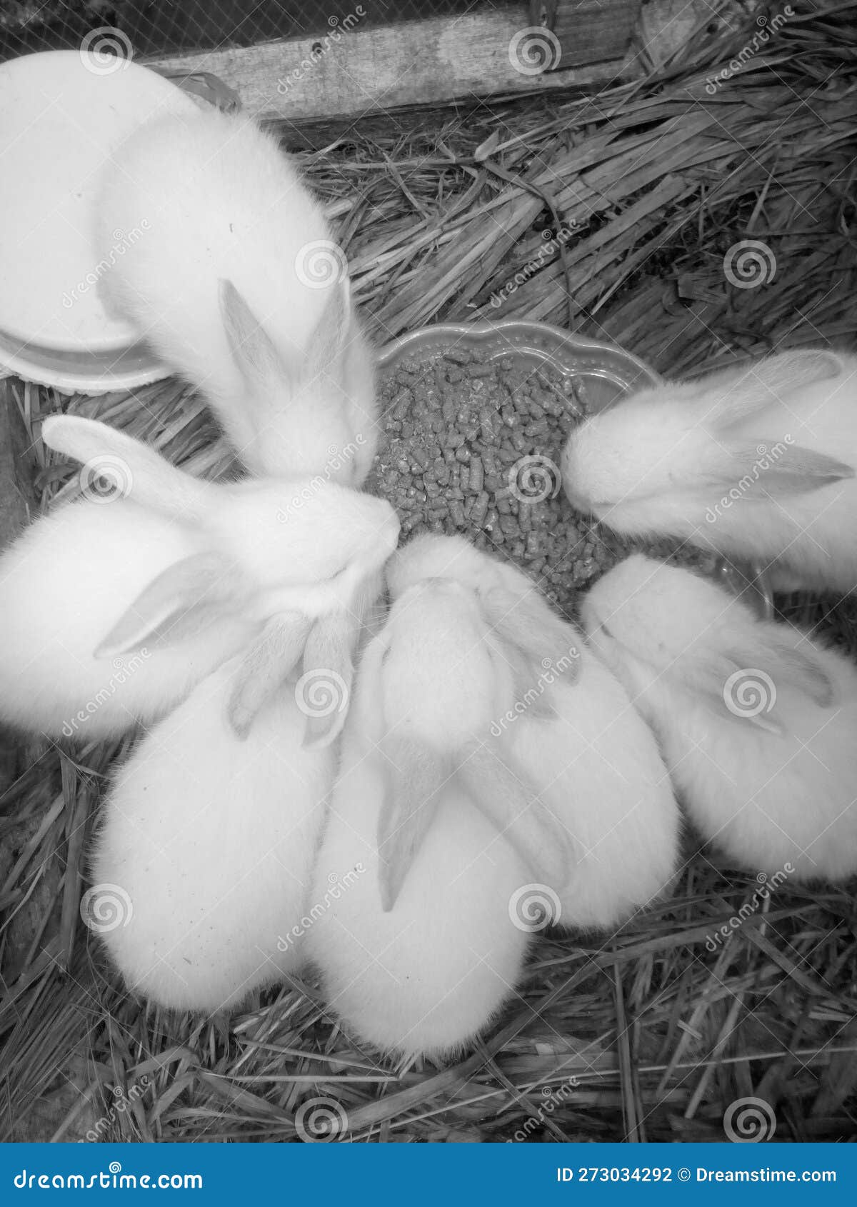 Rabbit kit feeding stock photo. Image of sketch, feeding - 273034292