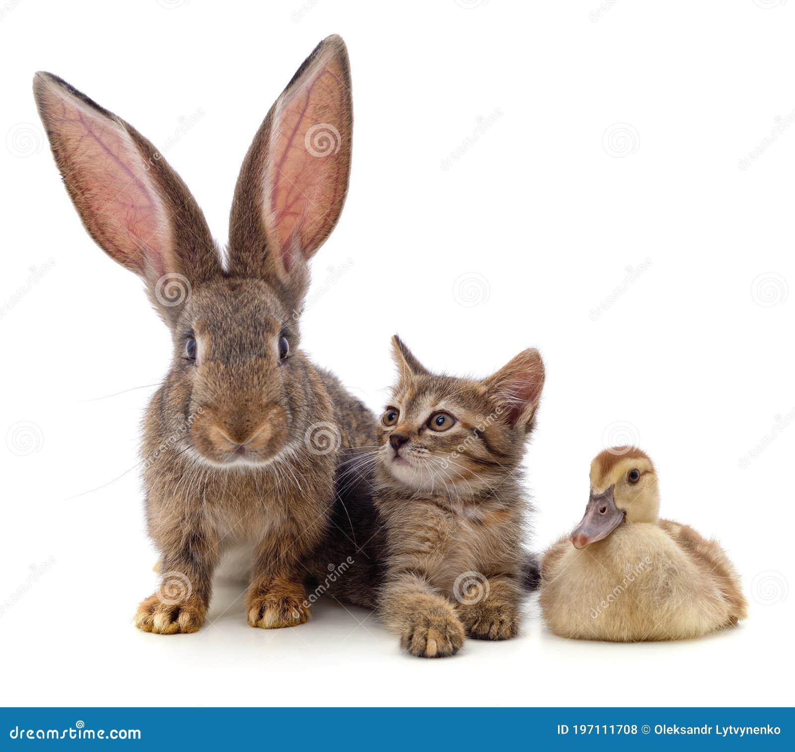 Rabbit And Duckling Stock Photography | CartoonDealer.com #187290200