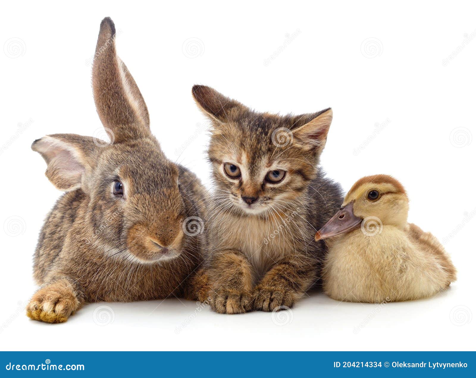 Rabbit And Duckling Stock Photography | CartoonDealer.com #187290200