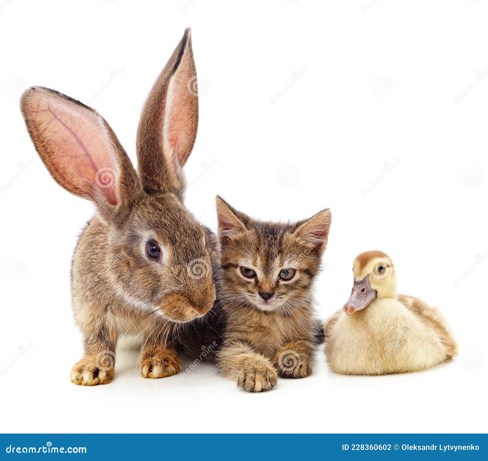 Rabbit And Duckling Stock Photography | CartoonDealer.com #187290200