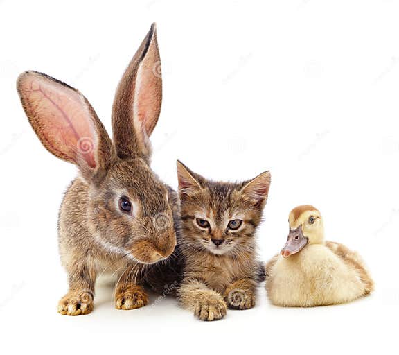 Rabbit, Kitten and Duckling Stock Photo - Image of beak, humor: 228360602