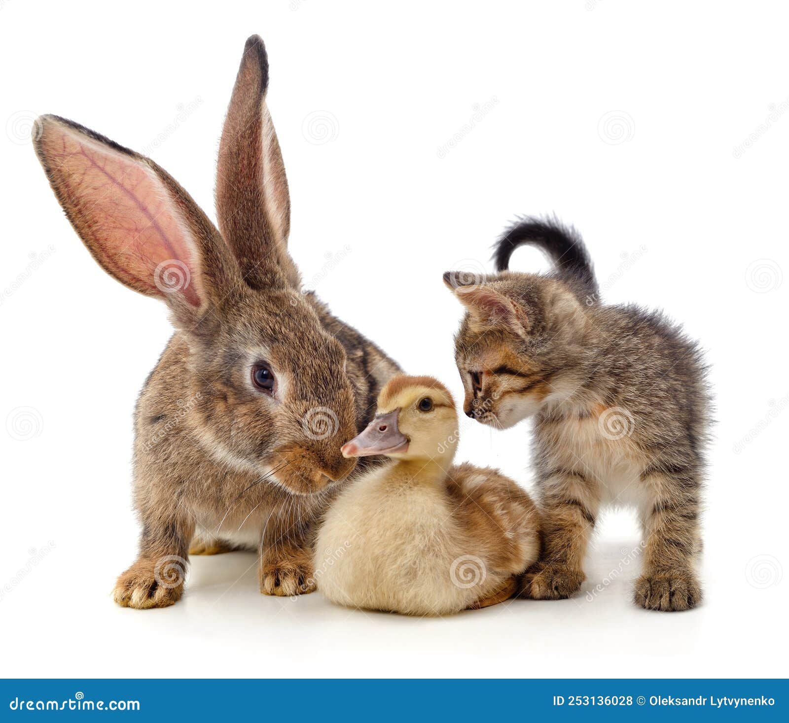 Rabbit With A Kitten And A Duckling Royalty-Free Stock Photo ...