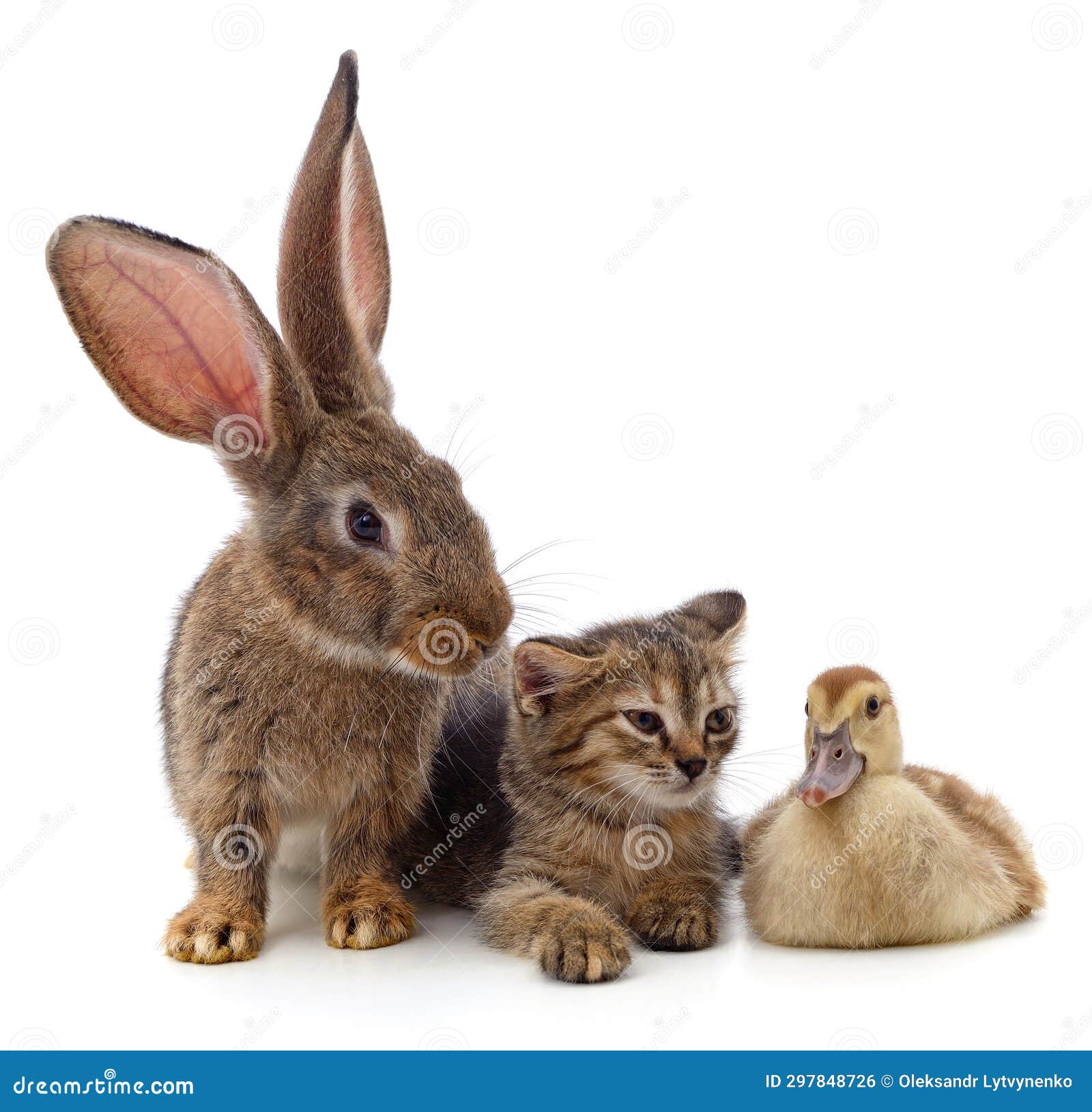 Rabbit with a Kitten and a Duckling Stock Photo - Image of animal ...