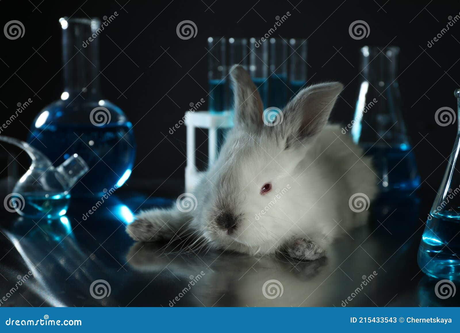 Rabbit and Laboratory Glassware on Table. Animal Testing Stock Image ...