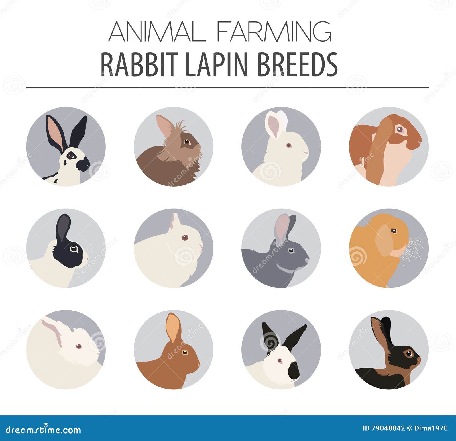Rabbit, Lapin Breed Icon Set. Flat Design Stock Vector - Illustration ...