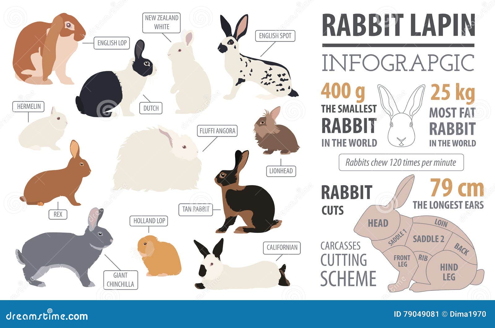 Rabbit, Lapin Breed Infographic Template. Flat Design Stock Vector ...