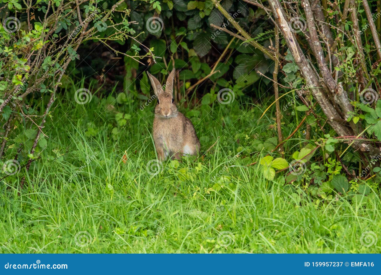 Rabbit on a Lawn in the Bushes Stock Image - Image of ears, animal ...