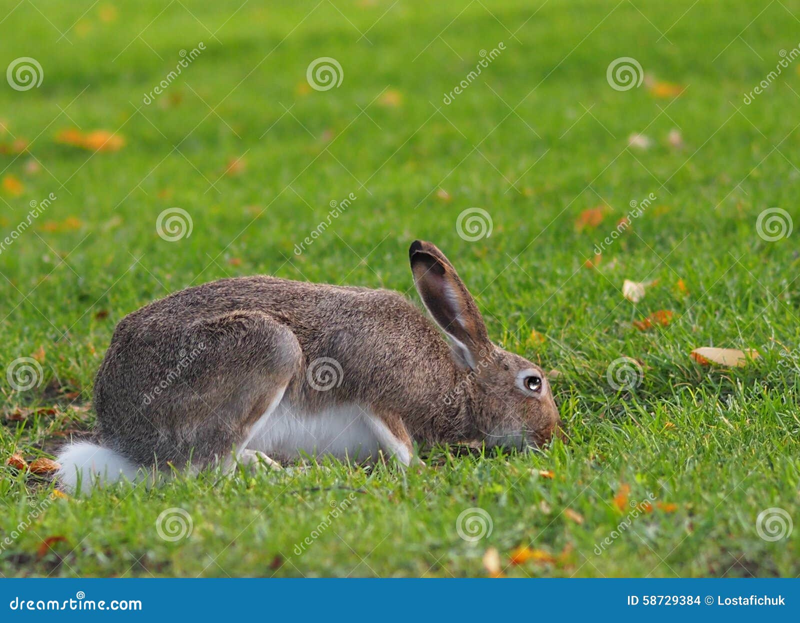 Rabbit on Lawn stock photo. Image of timid, lagomorph - 58729384