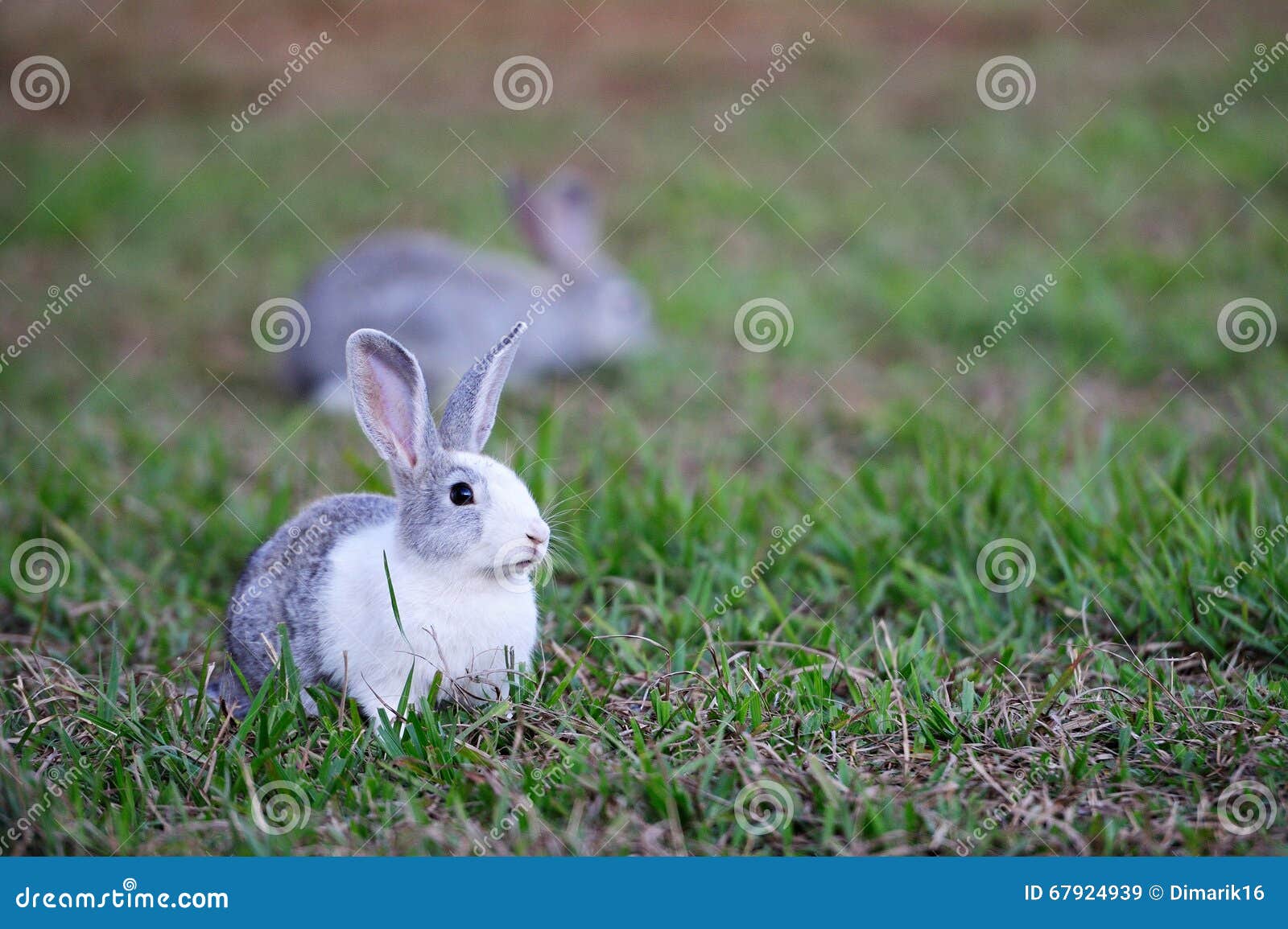 Rabbit lay on green lawn stock image. Image of adorable - 67924939