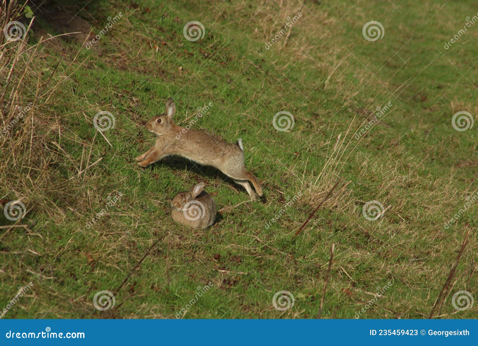 Rabbit leaping rabbit stock image. Image of european - 235459423