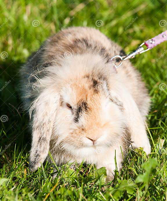 Rabbit with leash on grass stock image. Image of bunny - 57223933