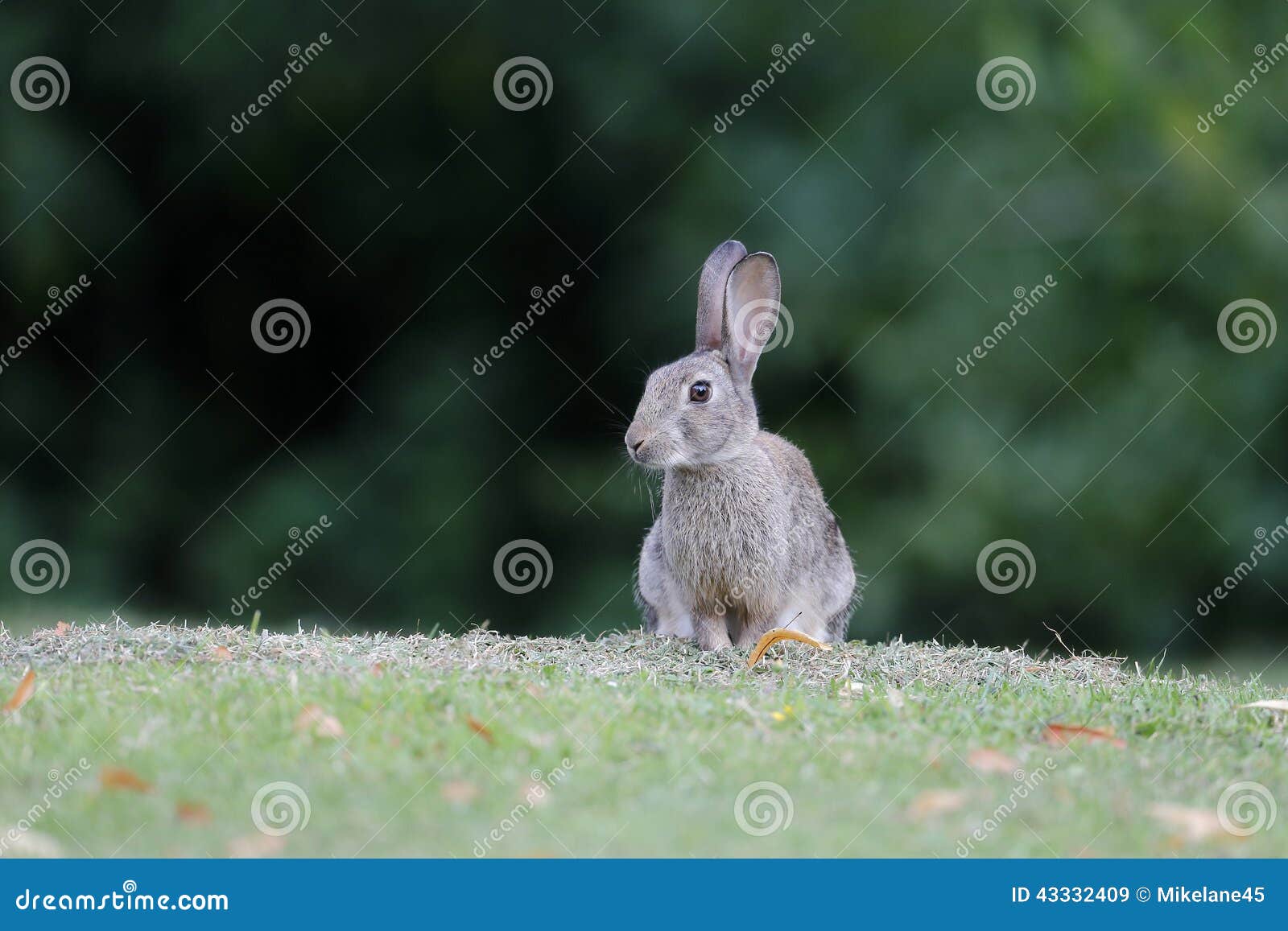 Rabbit, Lepus curpaeums stock image. Image of wildlife - 43332409