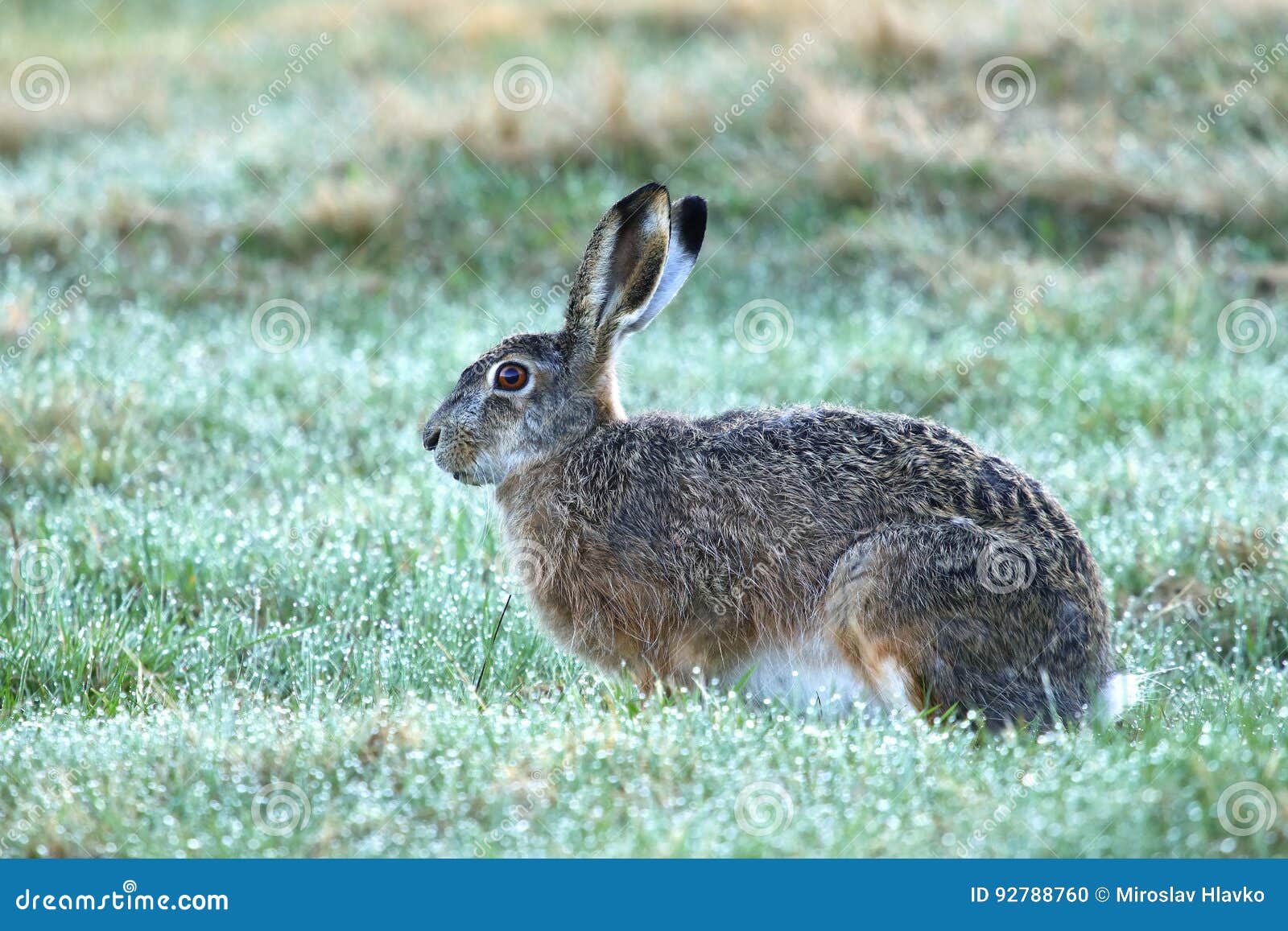 Rabbit Lepus europaeus stock photo. Image of game, adorable - 92788760