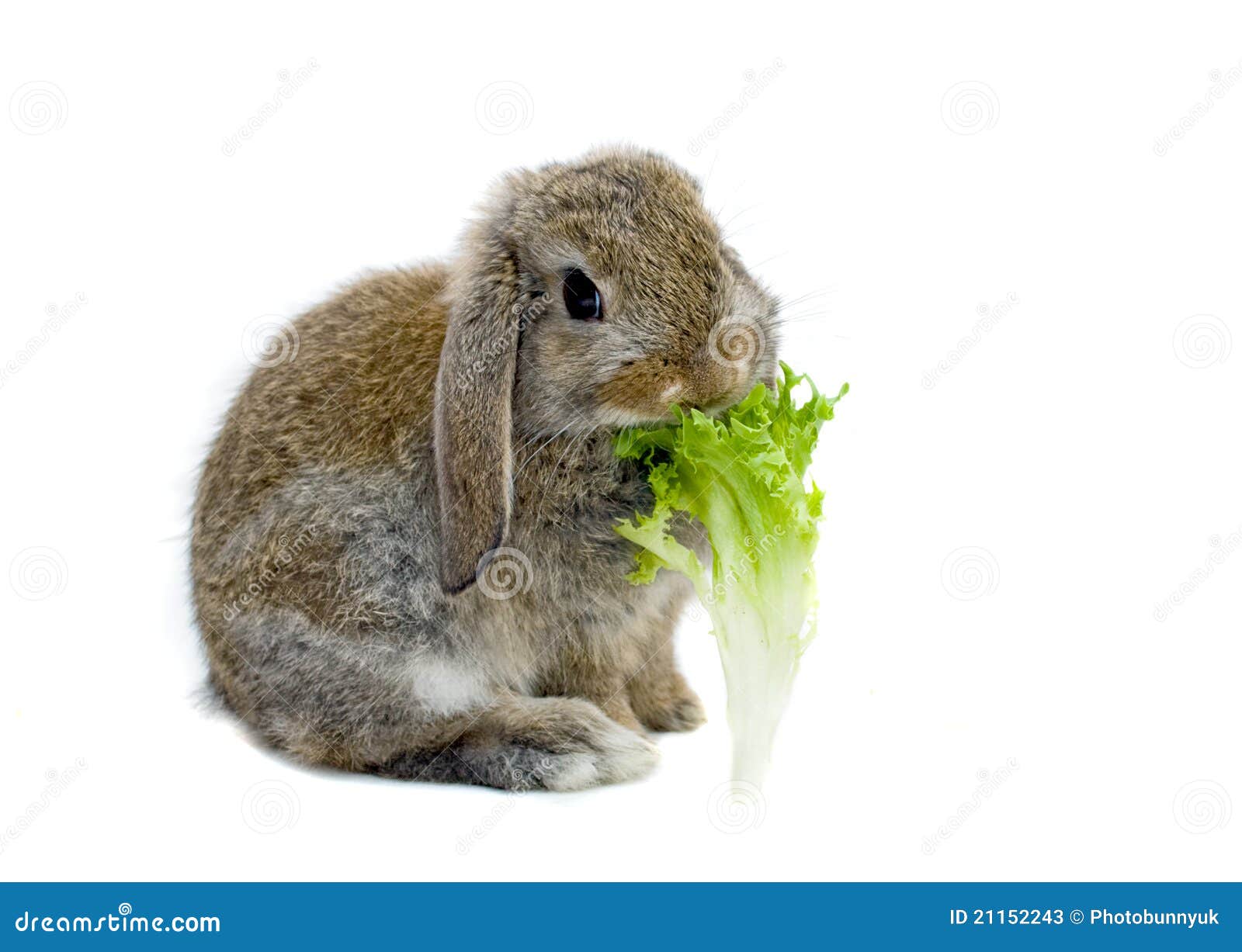 Rabbit Eat Lettuce On The Rock Stock Photography | CartoonDealer.com ...