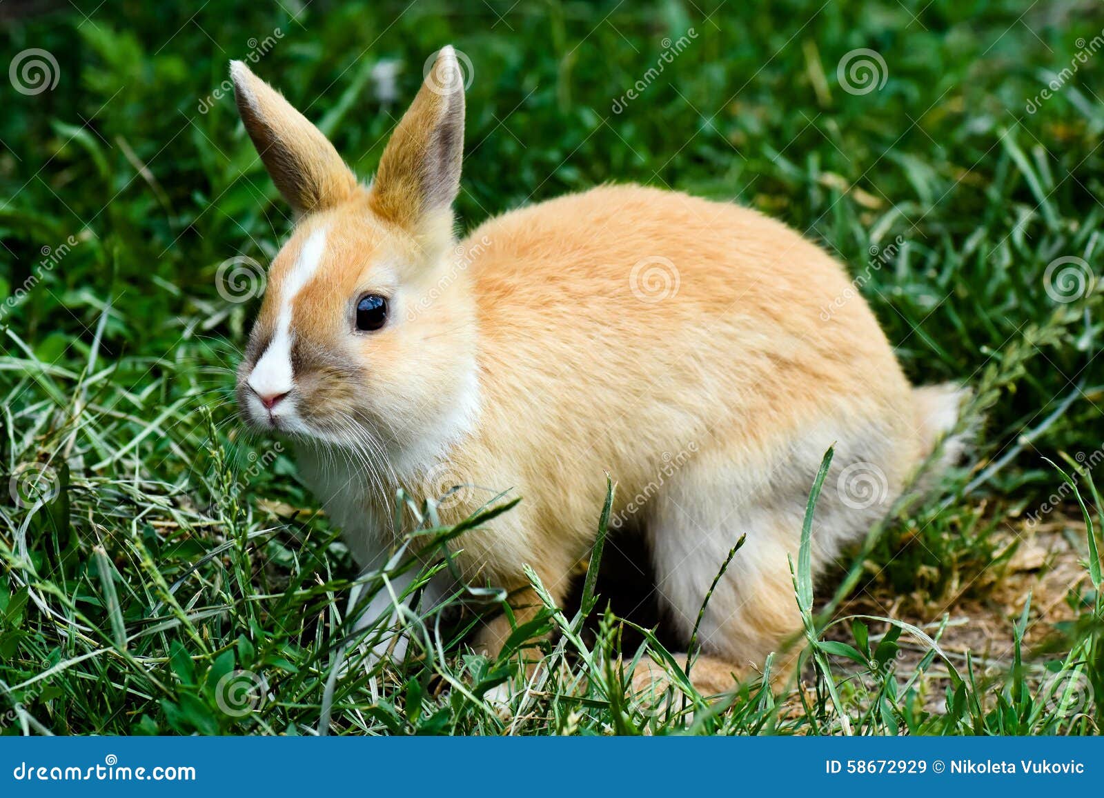 Rabbit stock image. Image of little, grass, animal, cute - 58672929