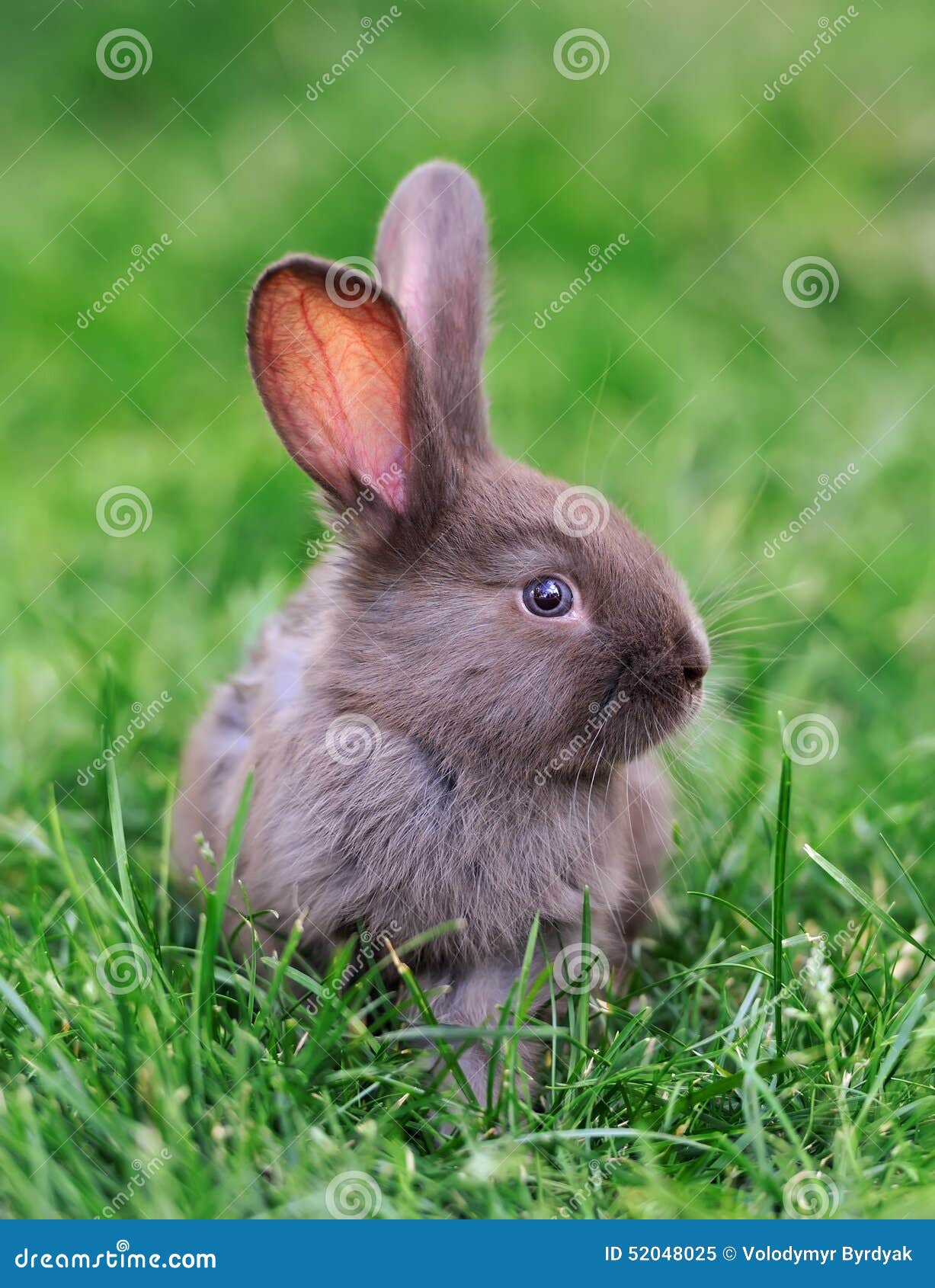 Rabbit stock image. Image of nature, grass, green, meadow - 52048025