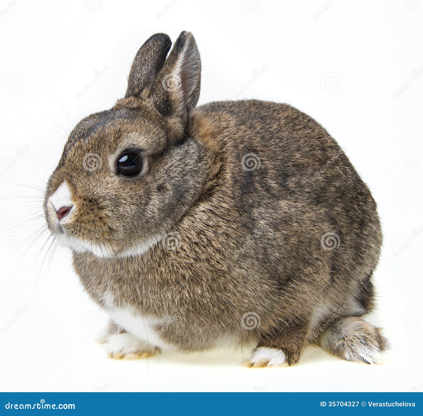 Rabbit stock image. Image of sweet, happy, soft, rodent - 35704327