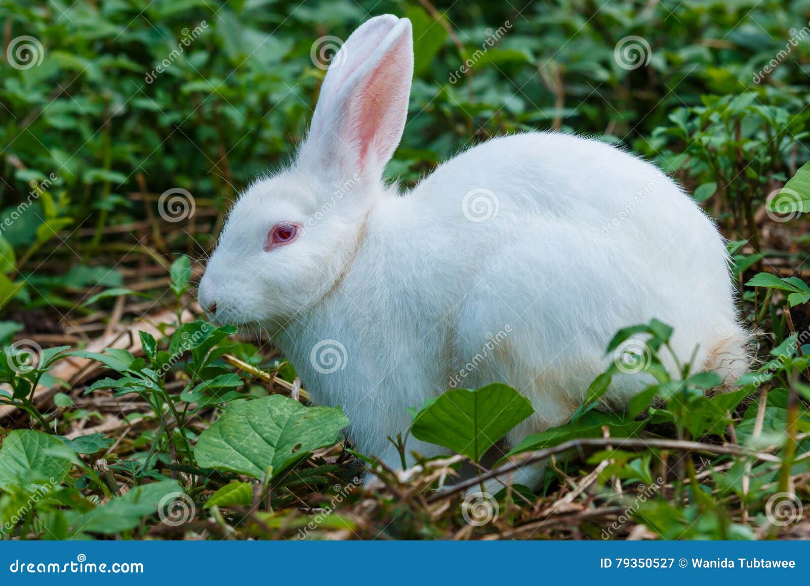 Rabbit ,little Rabbit Eating Leaf of Thailand. Stock Image - Image of ...