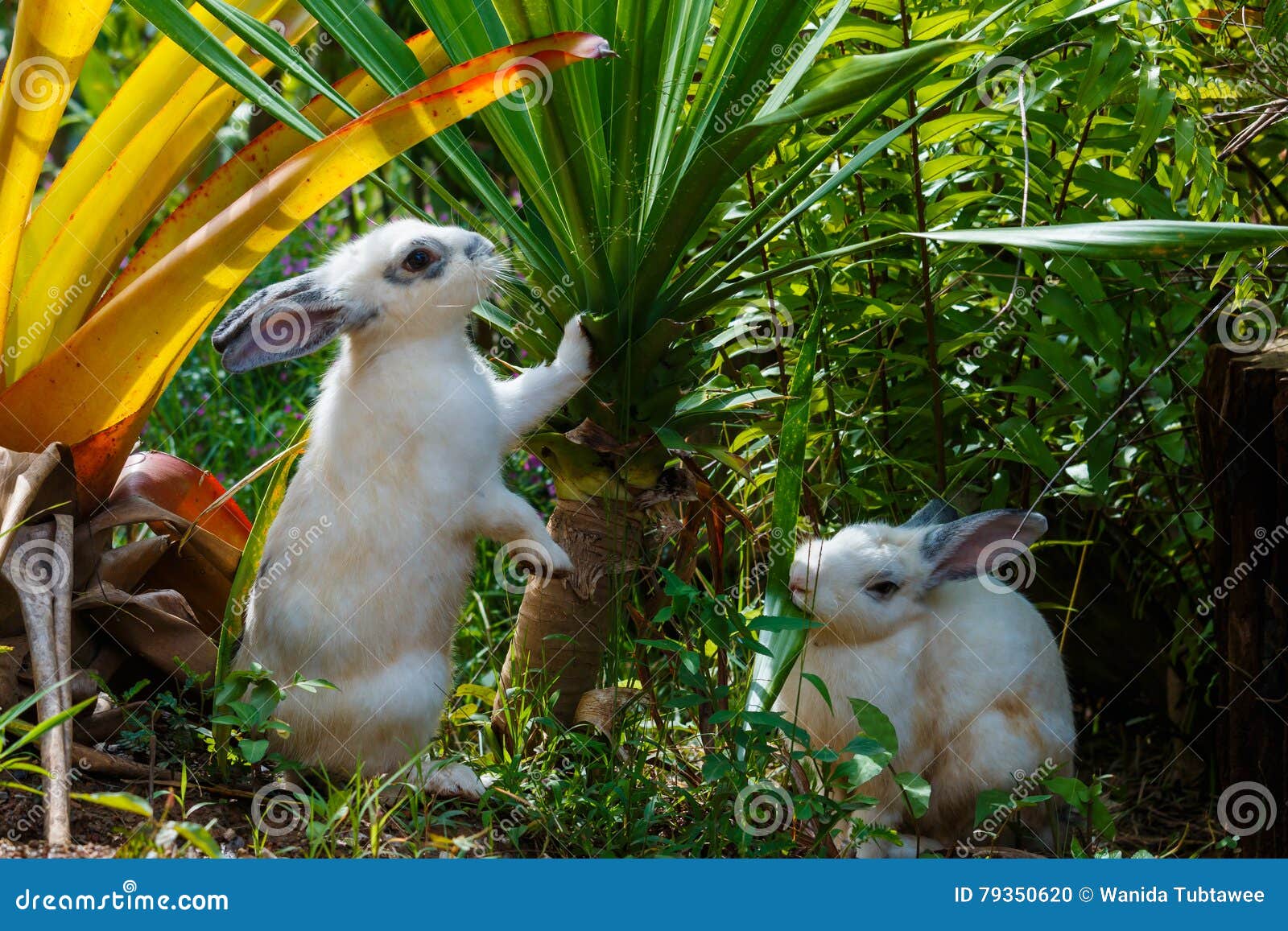Rabbit , Little Rabbit Eating Leaf of Thailand. Stock Photo - Image of ...