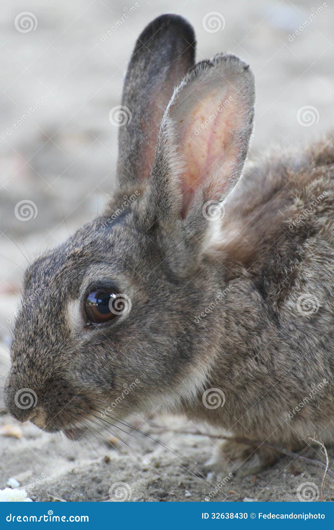 Rabbit with Long Ears and Lively Eyes Stock Photo - Image of front ...