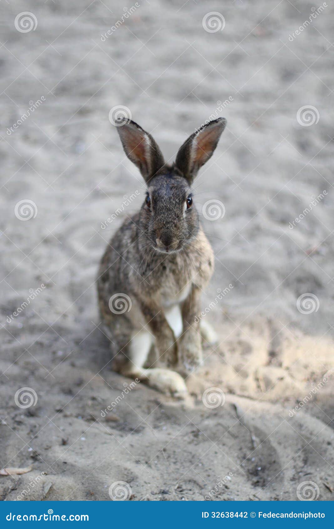 Rabbit with Long Ears and Lively Eyes Stock Photo - Image of long, grey ...