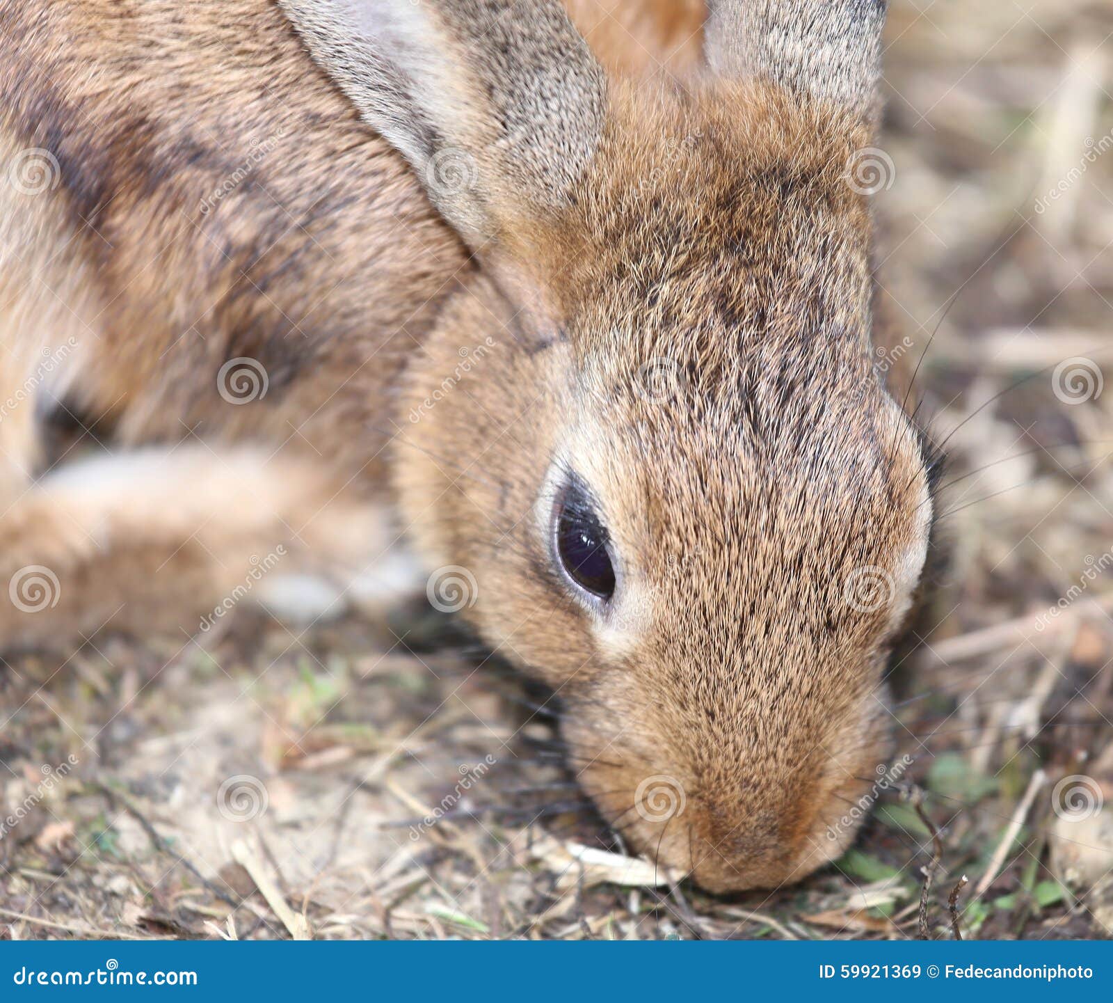 Rabbit with Long Ears and Ruffled Fur Stock Image - Image of frightened ...