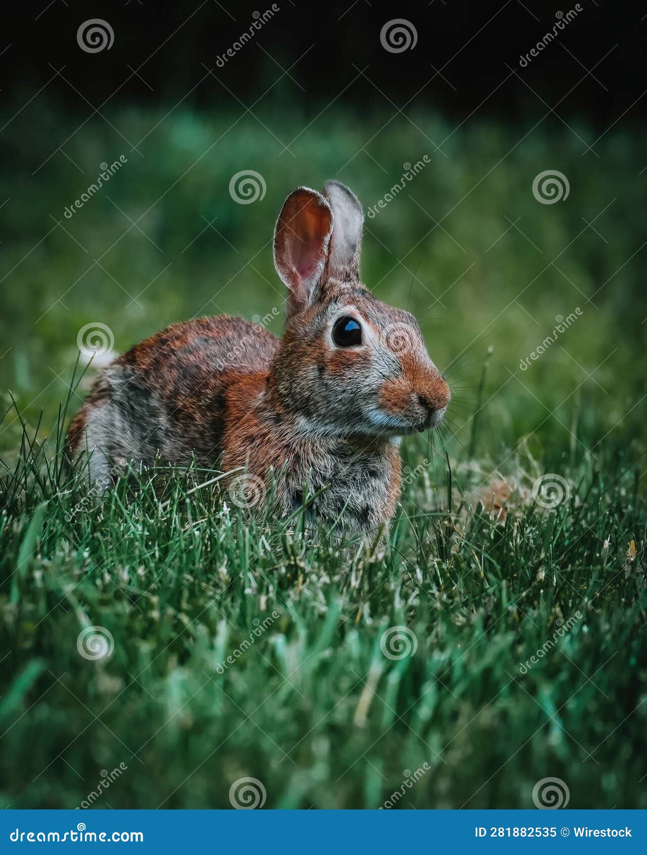 Rabbit with Long Ears Standing in a Grassy Stock Image - Image of ...