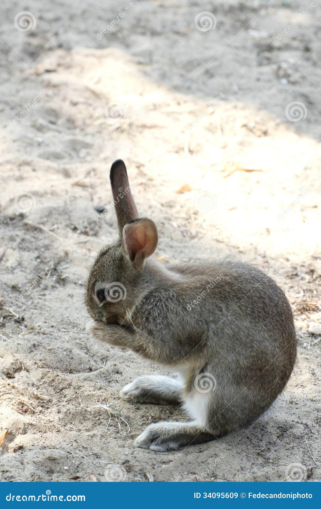Rabbit with long ears stock image. Image of closeup, muzzle - 34095609
