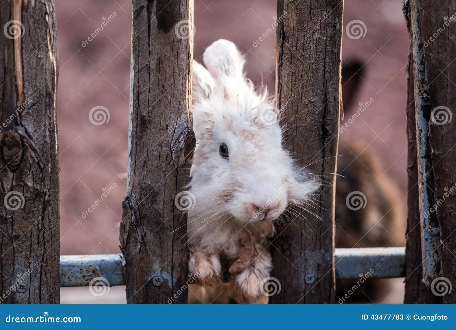 Rabbit stock image. Image of pets, animal, brown, meadow - 43477783