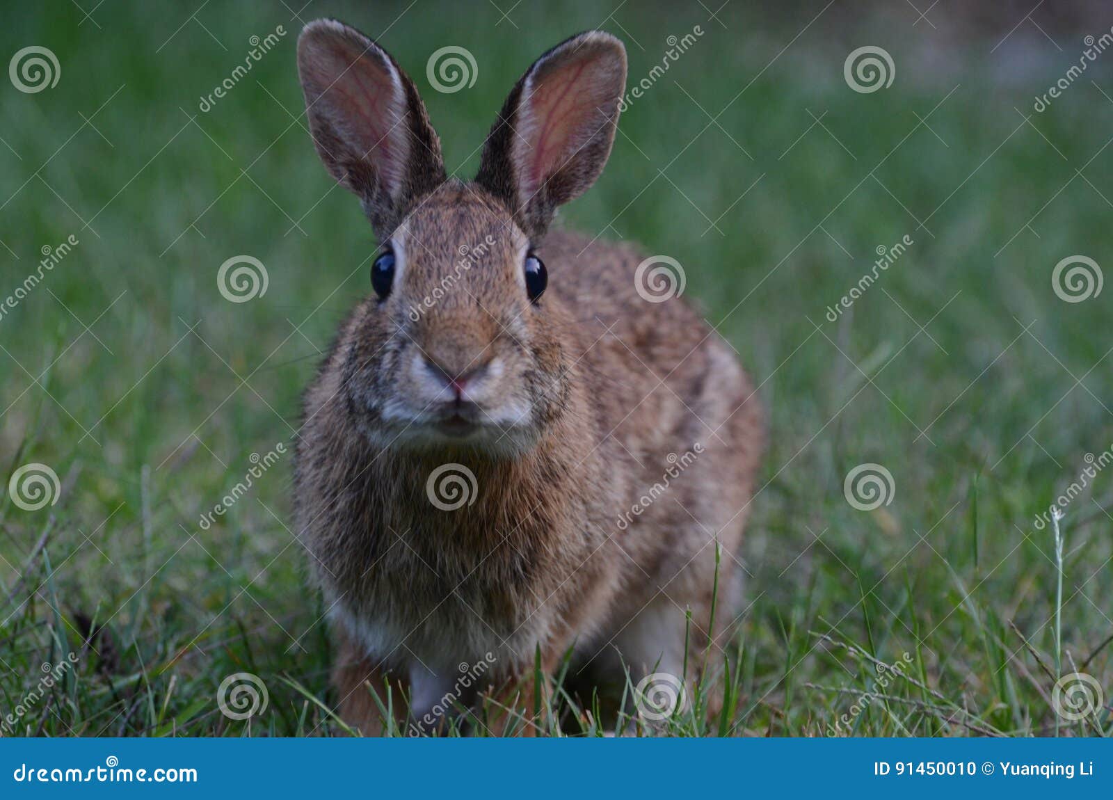 Rabbit stock photo. Image of cautiously, wild, staring - 91450010