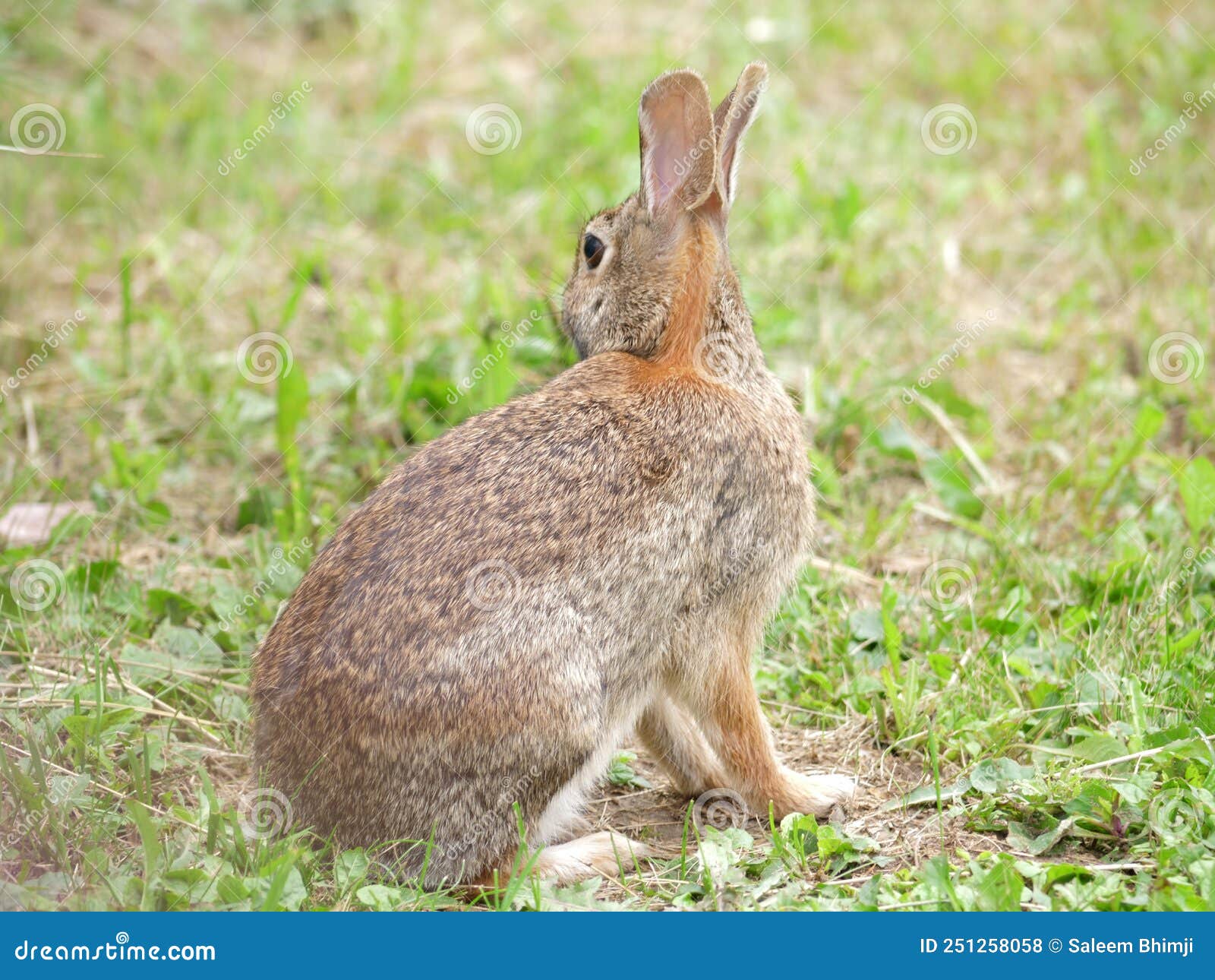 Rabbit Looking Behind His Back Stock Photo - Image of stanley, unique ...