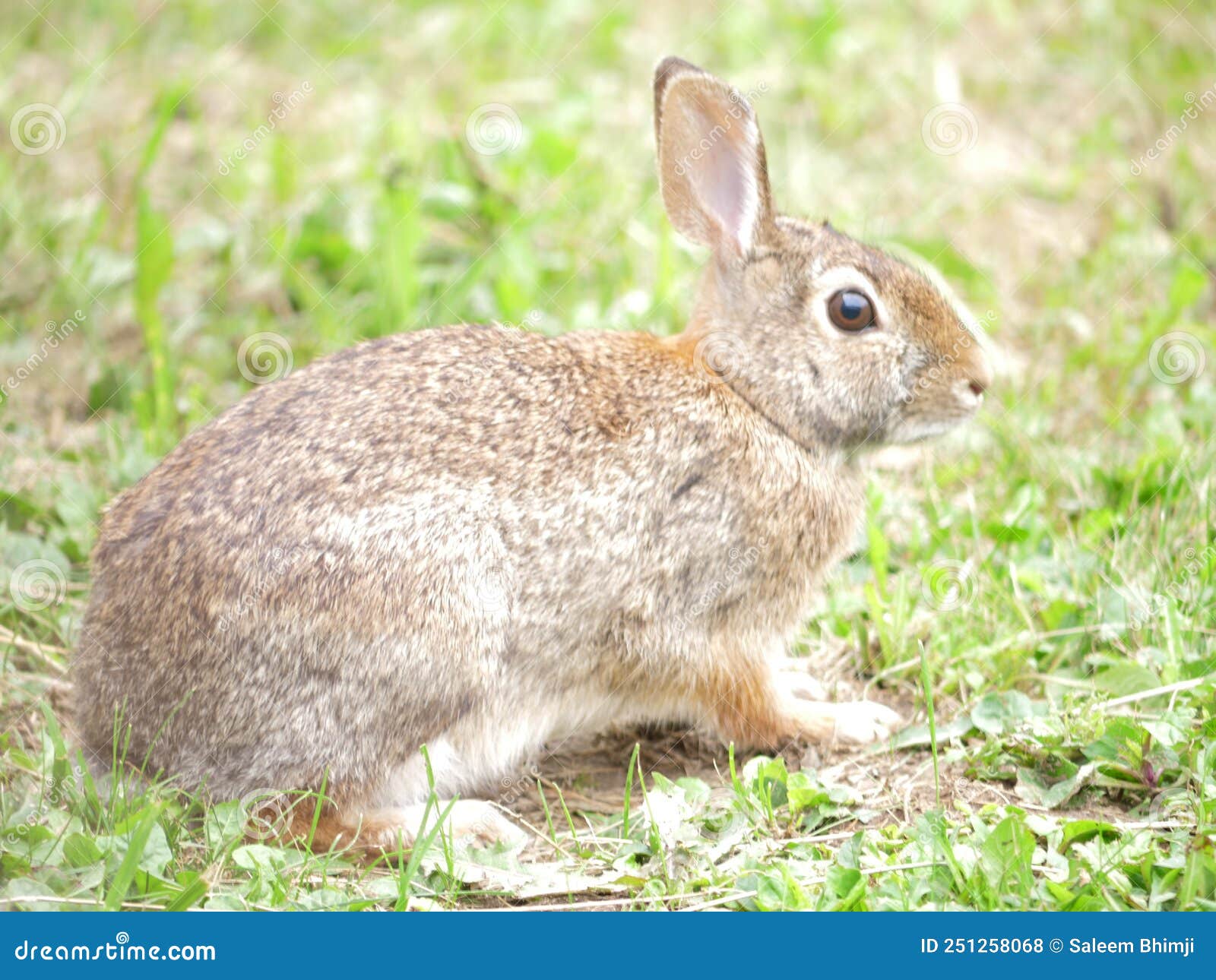 Rabbit Looking Behind His Back Stock Photo - Image of peak, rabbit ...