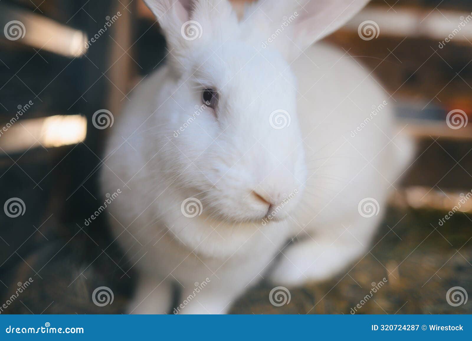 Rabbit Looking into the Camera Stock Image - Image of wildlife, watch ...