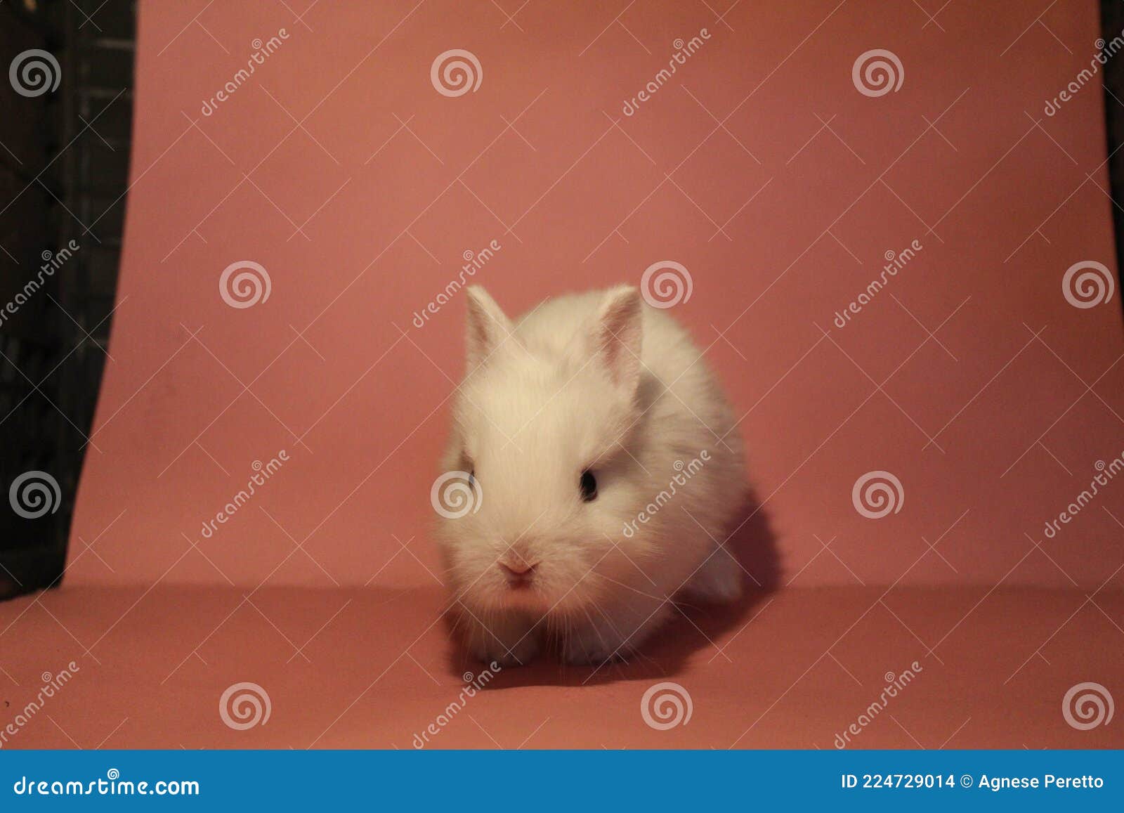 A Rabbit that is Looking at the Camera Stock Photo - Image of athens ...
