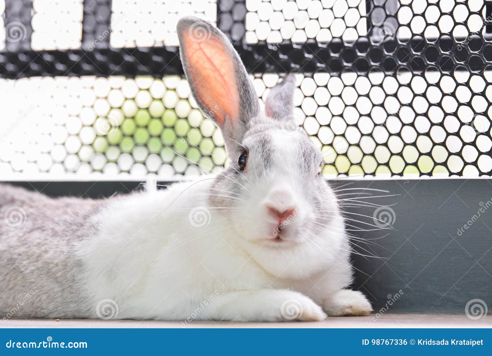 Rabbit looking stock photo. Image of grey, tail, nature - 98767336