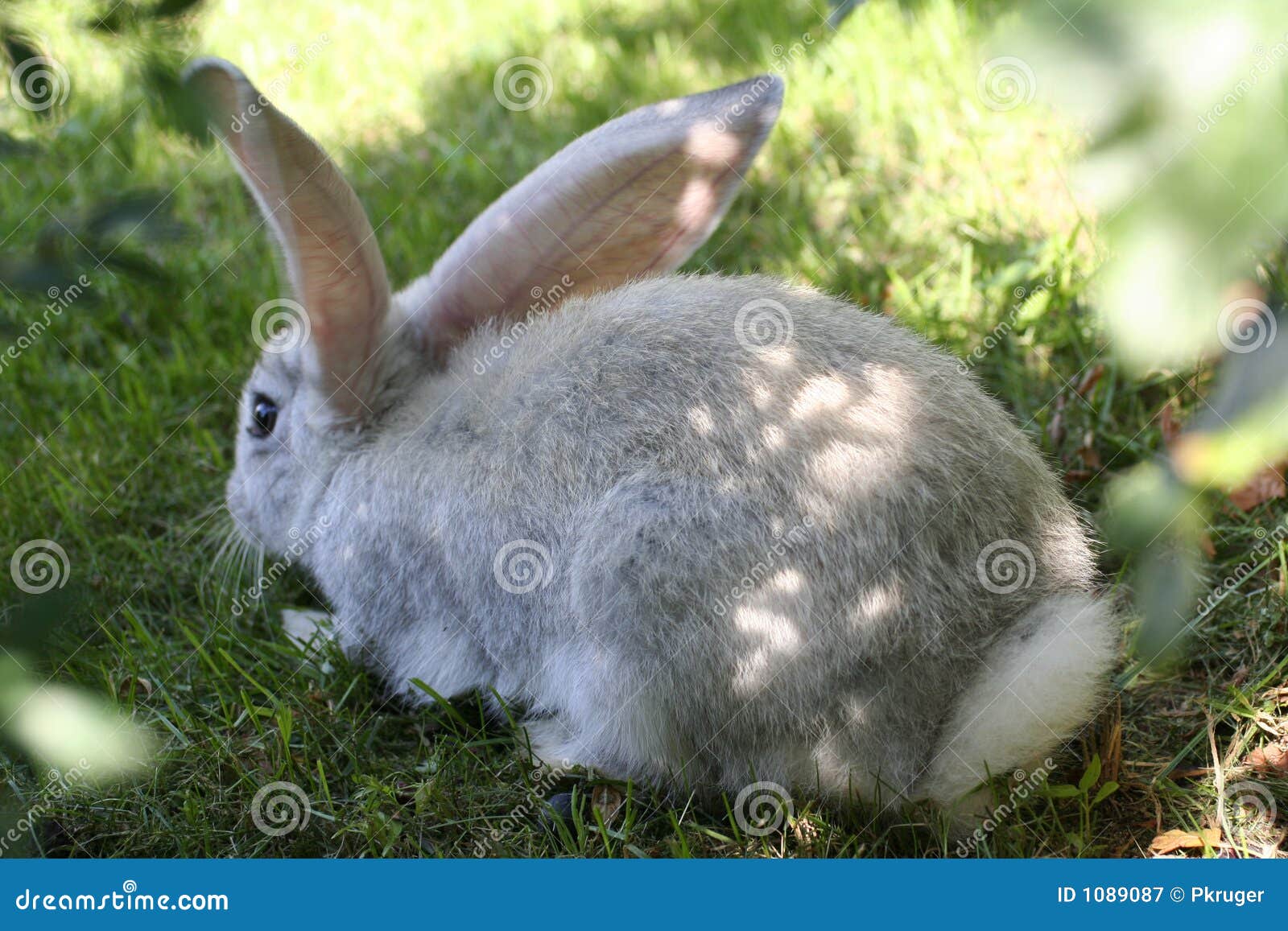 Rabbit looking for food stock image. Image of animal, looking - 1089087