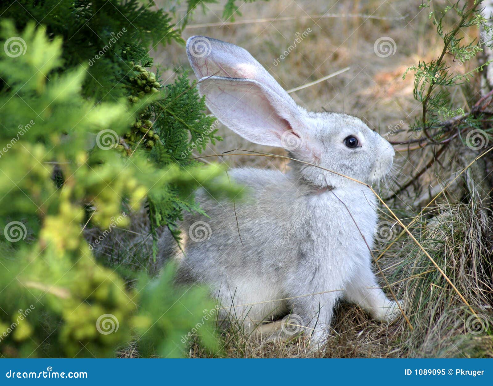 Rabbit looking for food stock image. Image of cautious - 1089095