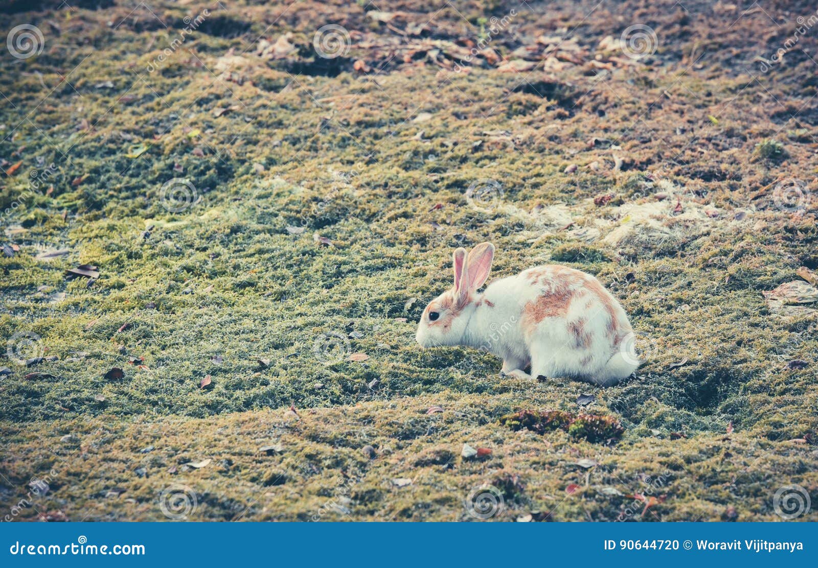 Rabbit Looking for food stock photo. Image of charm, bunny - 90644720