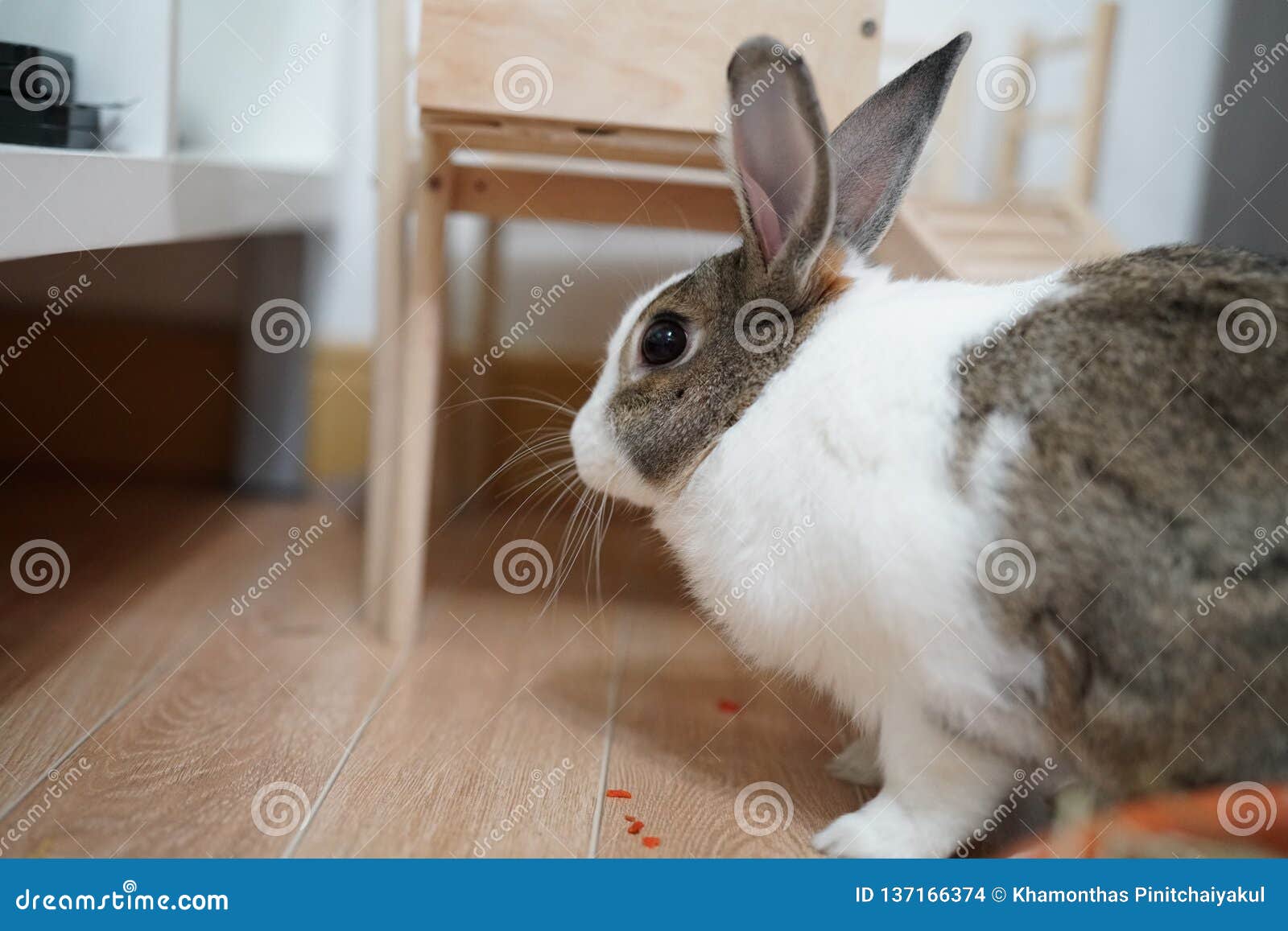Rabbit looking forward stock photo. Image of background - 137166374